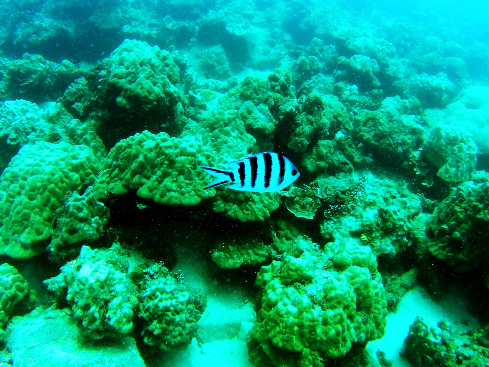 Perhentian Islands – dive right in! | Bootshadow – Adventures in Asia ...